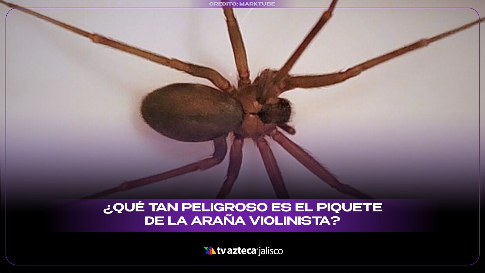 Piquete de araña violinista: ¿por qué es tan peligrosa su picadura?