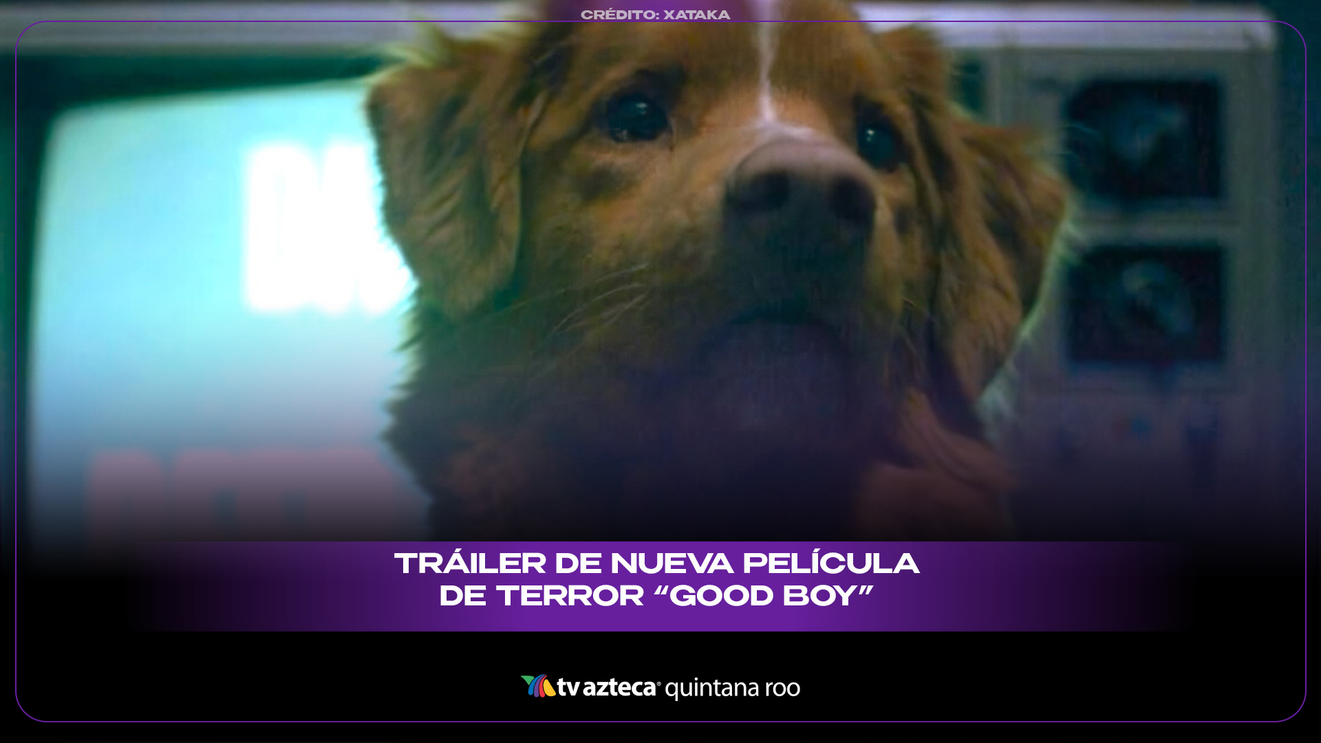 Tráiler de la nueva película de terror Good Boy sorprende a los fans