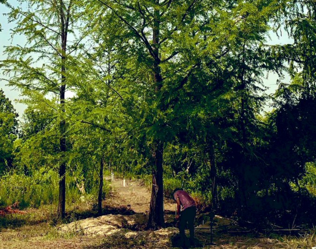 Ahuehuete que sustituirá a la Palma será plantado el próximo domingo