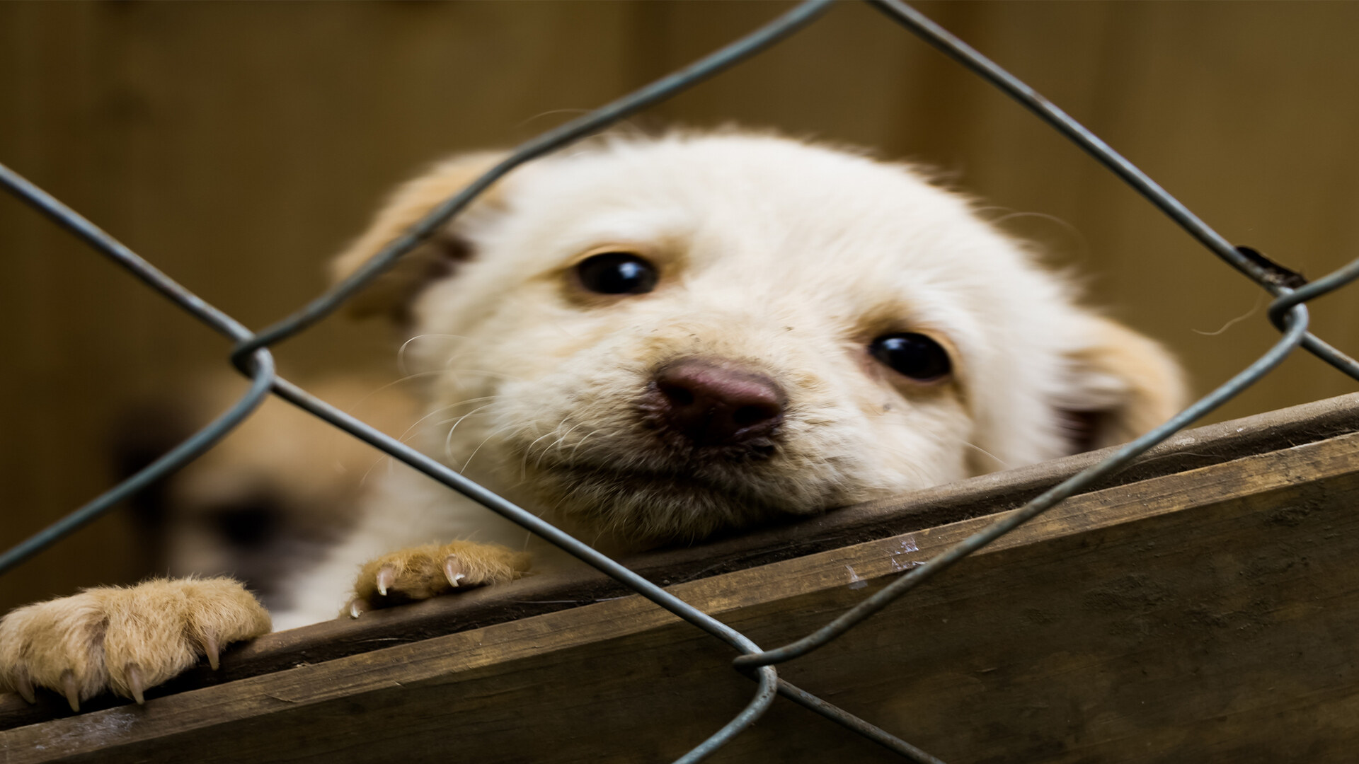 Croquetón 2025 lleva apoyo a más de 900 animales.