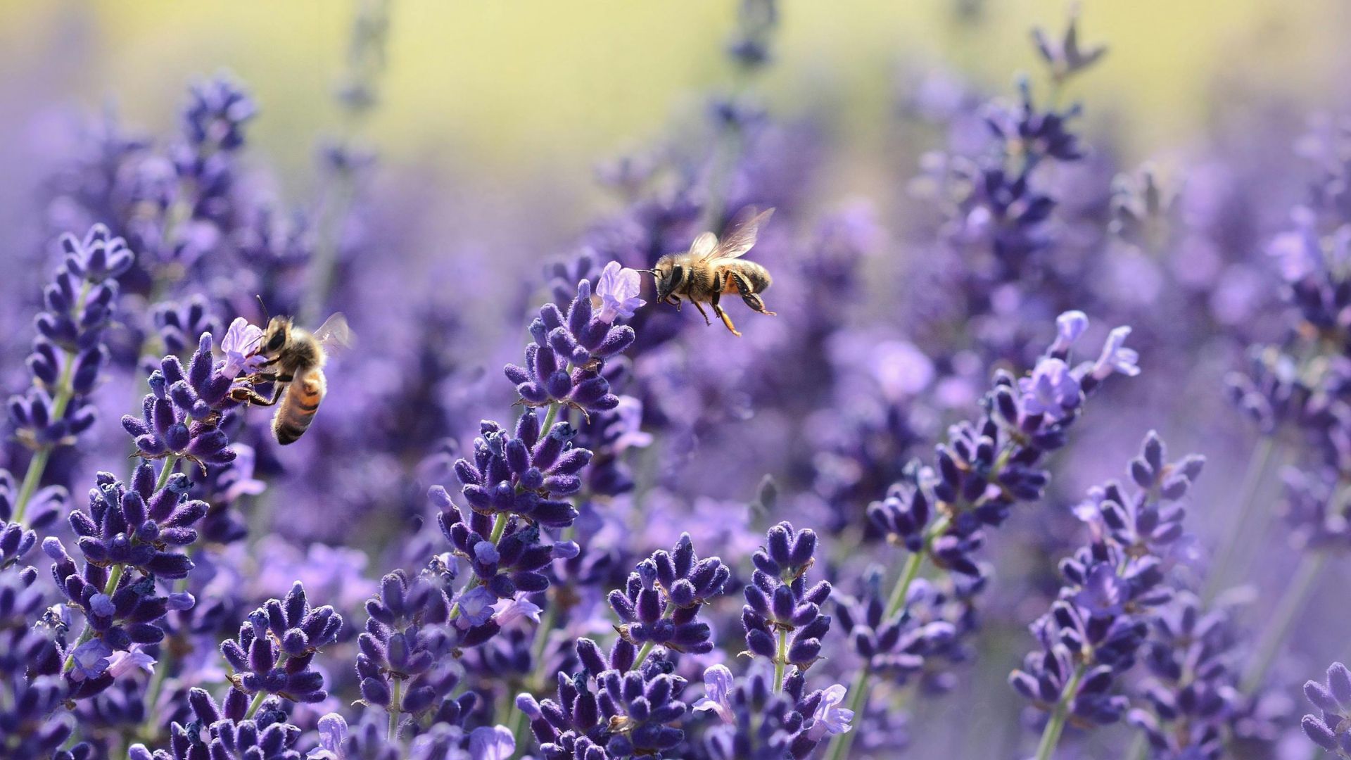 ¿Por qué se celebra el Día Mundial de las Abejas el 20 de mayo?