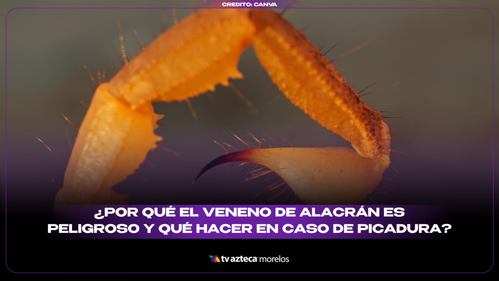 ¿Por qué el veneno de alacrán es peligroso y qué hacer en caso de picadura?
