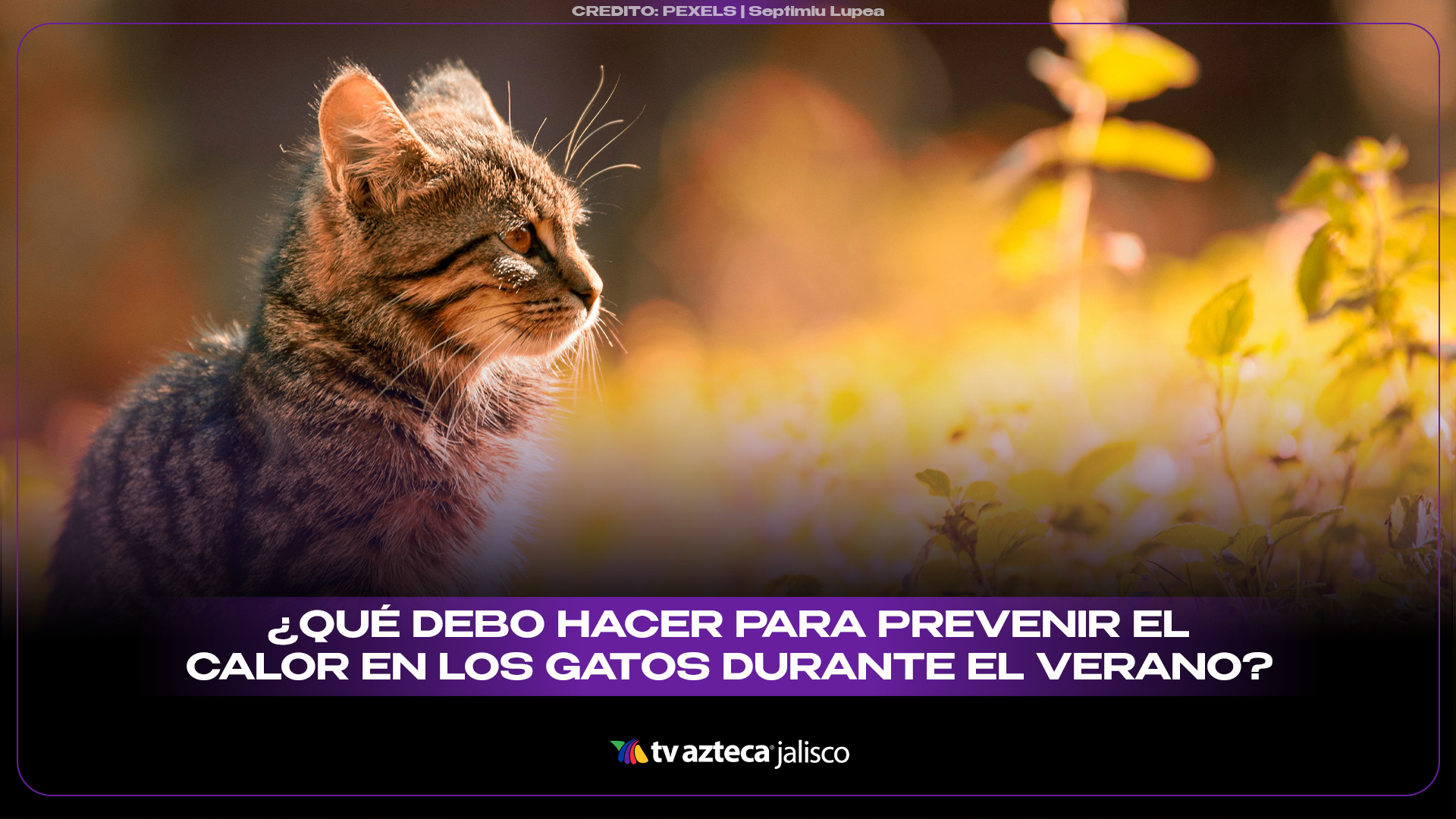 ¿Cómo refrescar a un gato en verano y evitar un golpe de calor?