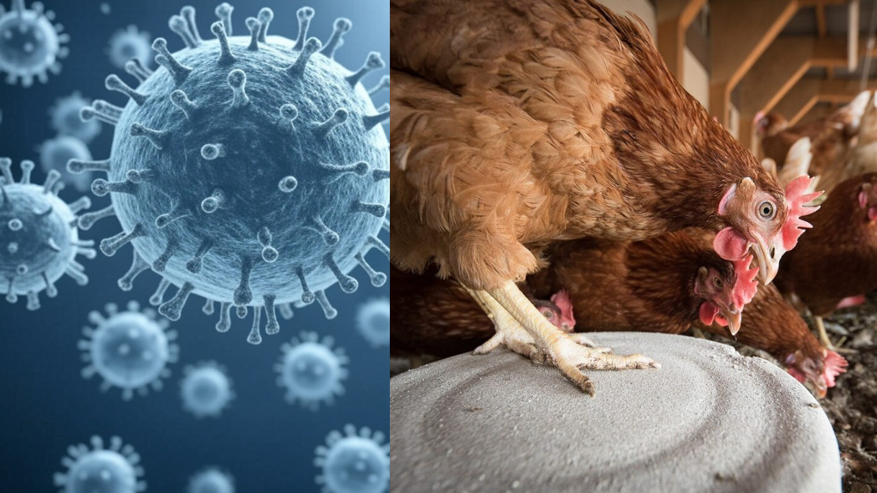 Gripe aviar A H5N1: ¿Cuáles son los síntomas y cómo se contagia?