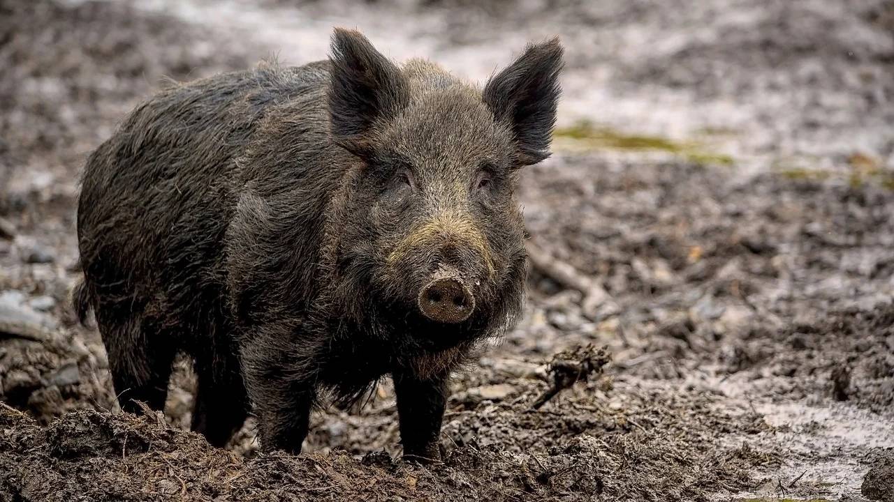 Cerdo mató al carnicero que lo iba a sacrificar