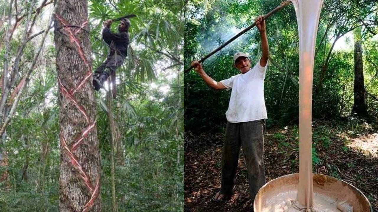 Chicle Maya en Quintana Roo: Tendrá el distintivo Indicación Geográfica