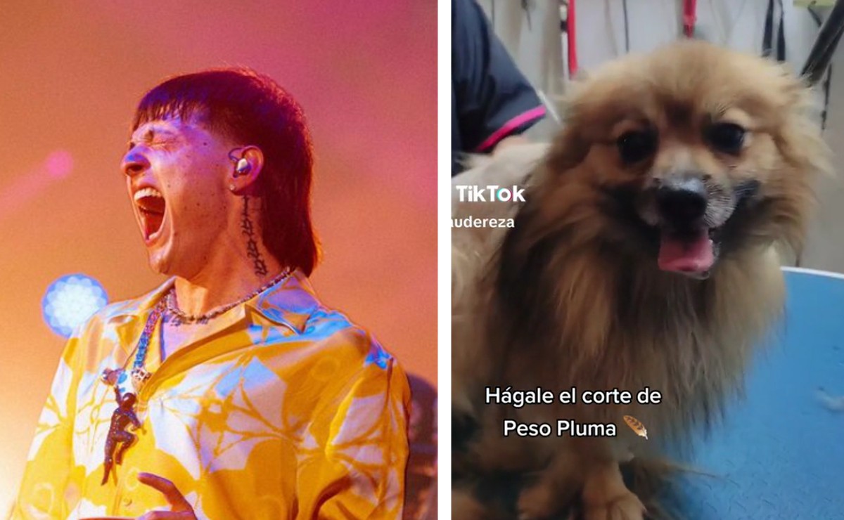 Joven pide corte de peso pluma para su perro pomerania