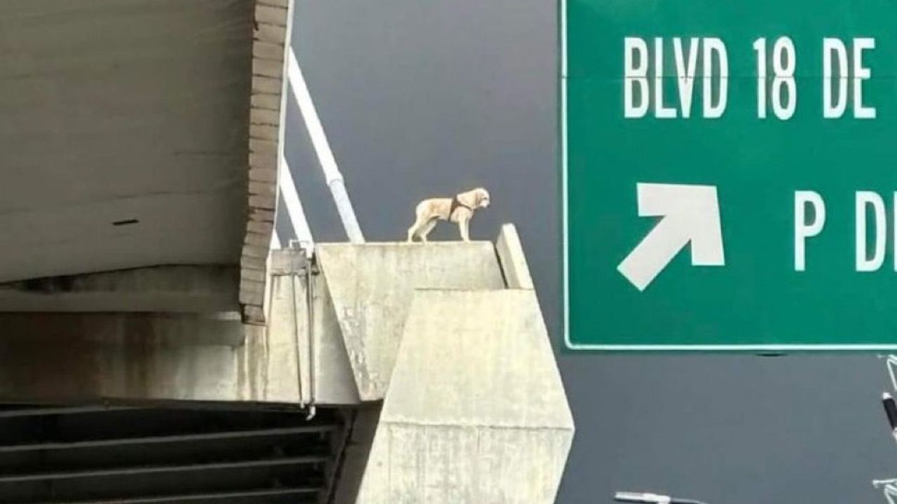 Perro que deambulaba en puente de Calzada Zaragoza es rescatado