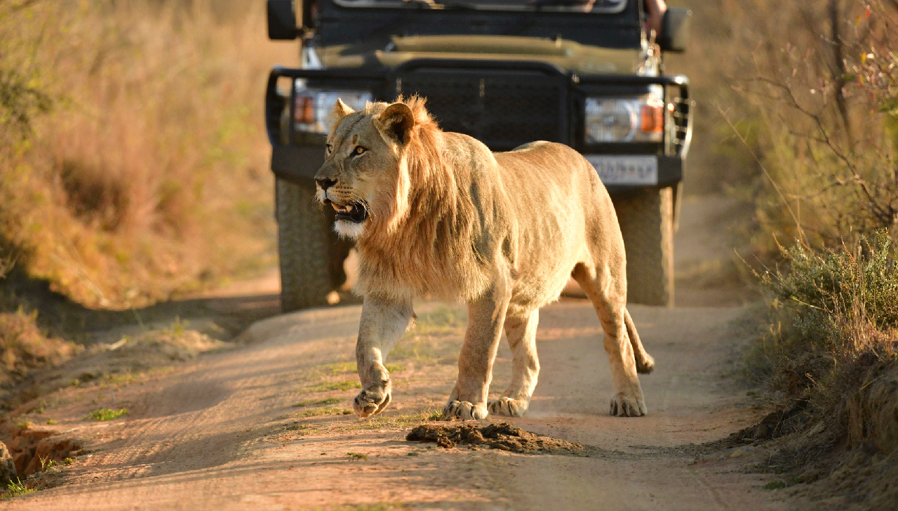 León en carretera México-Toluca causa alarma a conductores