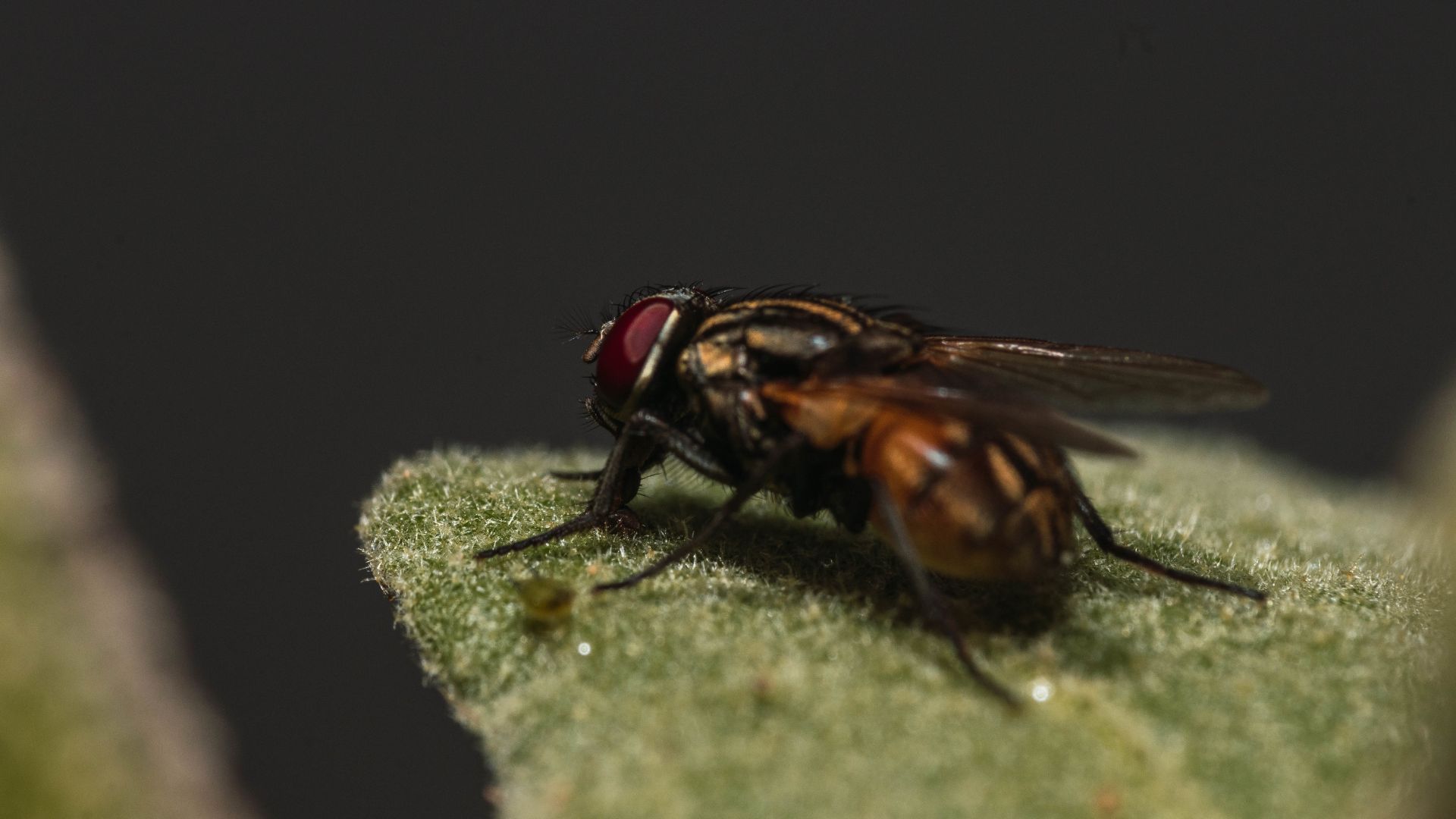 Mosca carnívora podría ser un peligro para las personas