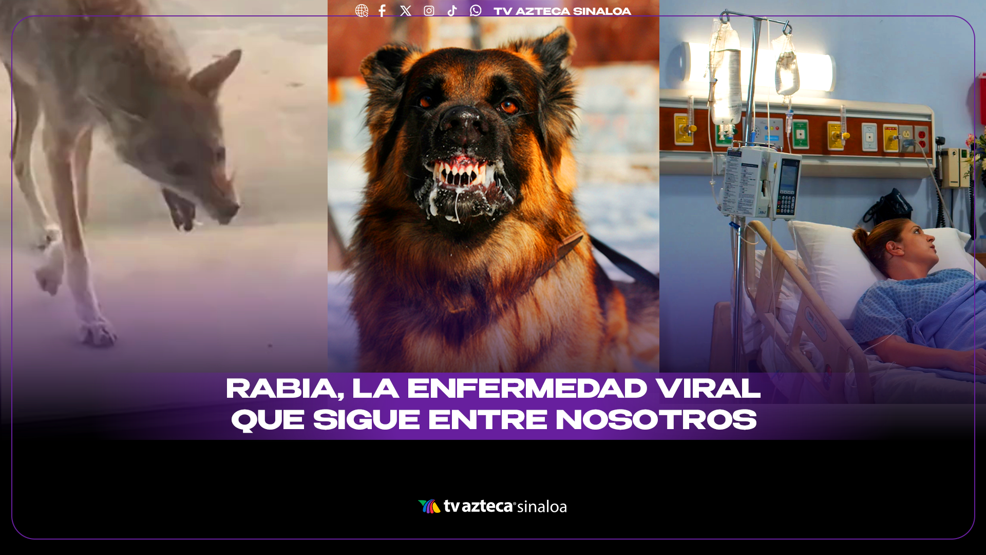 Día mundial contra la rabia; prevención de enfermedad viral (VIDEO)