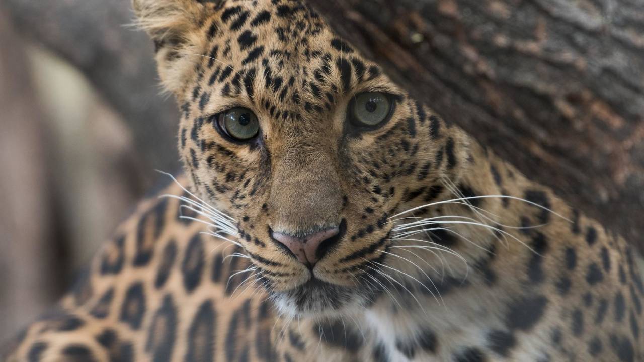 Graban a mamá jaguar con sus crías en plena carretera