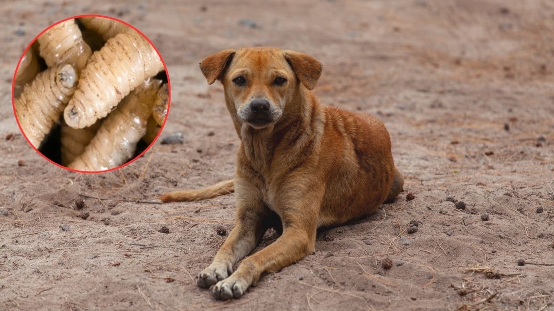 Caso de gusano barrenador en un perro de la colonia Chichén Itzá es ...