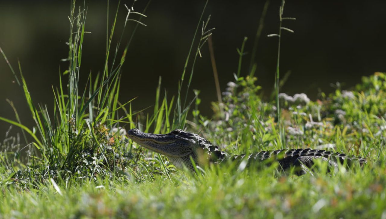 Video: Atropellan funcionario que salvaba a caimán