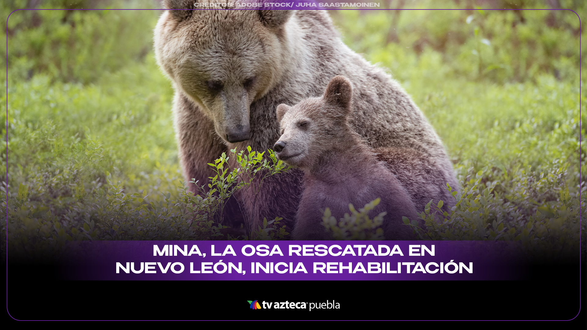 Osa Mina recibe cuidados en Hidalgo tras rescate en Nuevo León