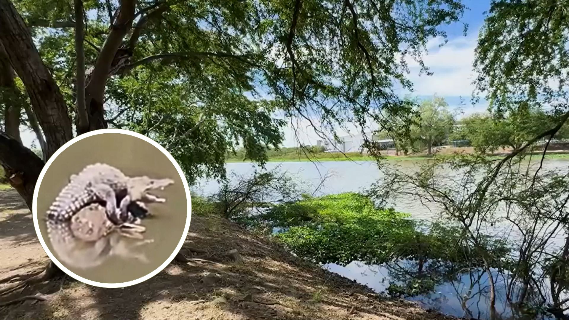 Cocodrilos en Culiacán: habrá rescatistas en ríos durante Semana Santa