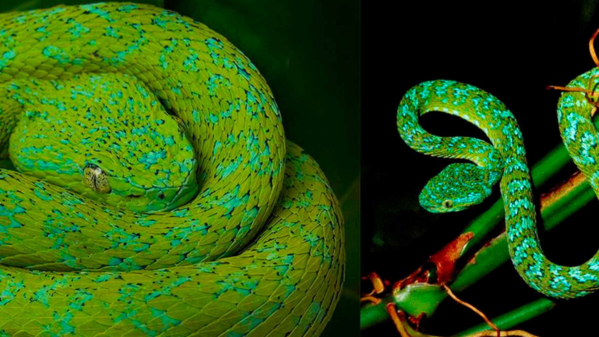 Conoce la Nauyaca Verde, la mítica serpiente de Chiapas que esta ...