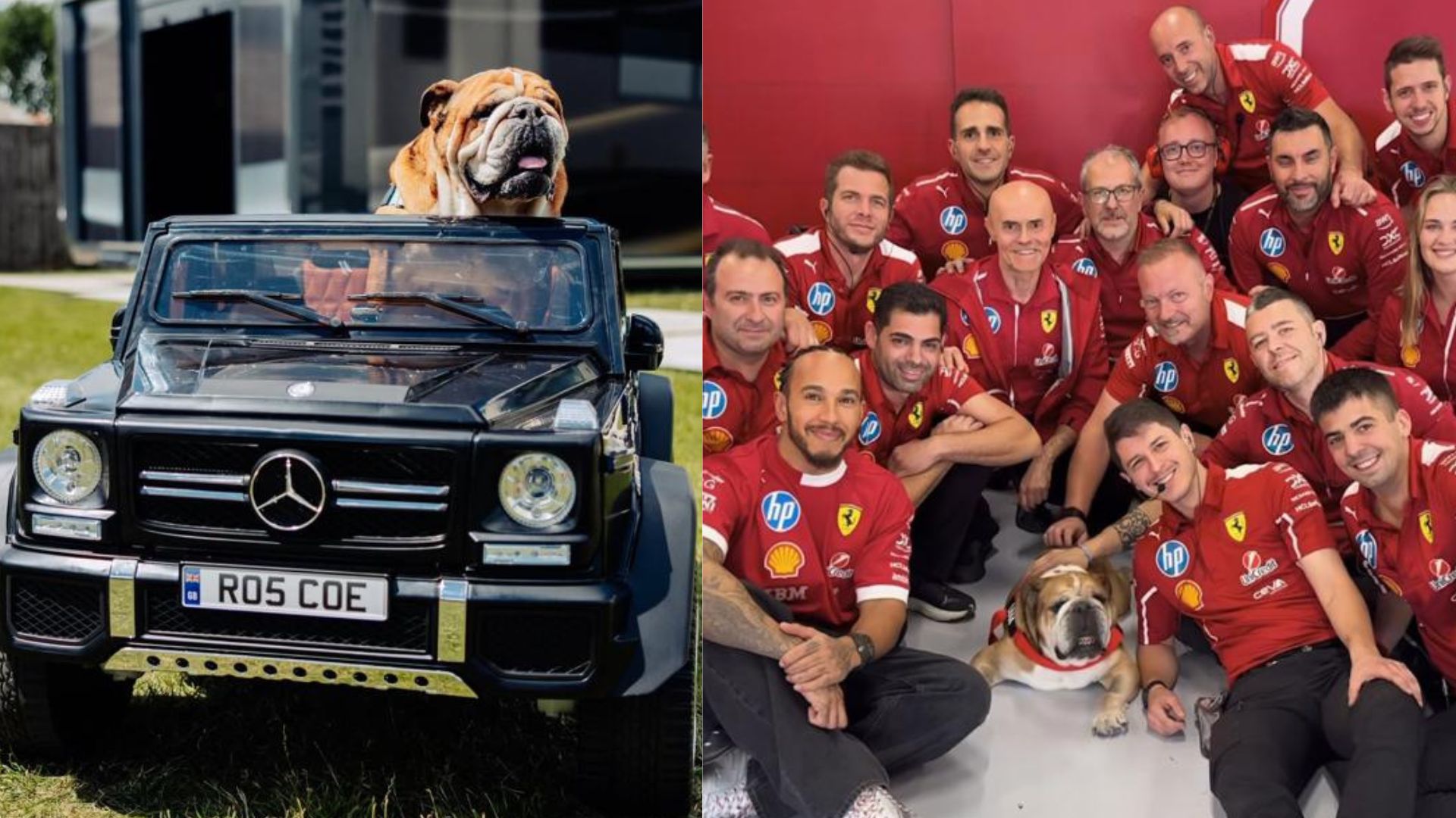 Así era la vida de Roscoe, el perro influencer del piloto de Fórmula 1 ...