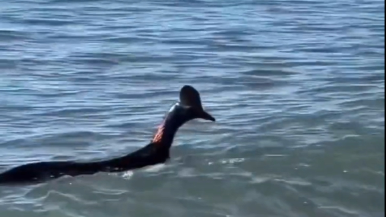 VIDEO: Así fue el encuentro entre bañistas y el ave más peligrosa del ...