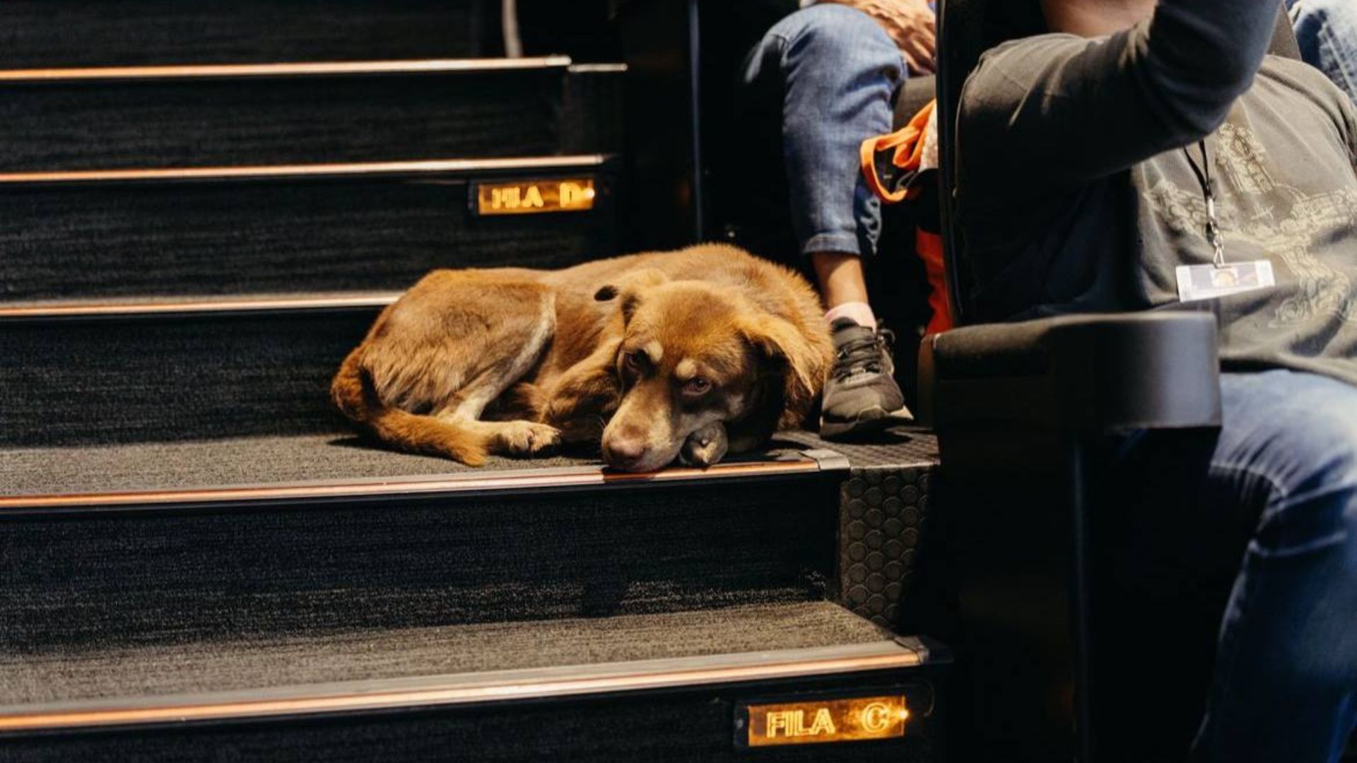 'Cácaro' el perro que robó miradas en el Festival Internacional de Cine ...
