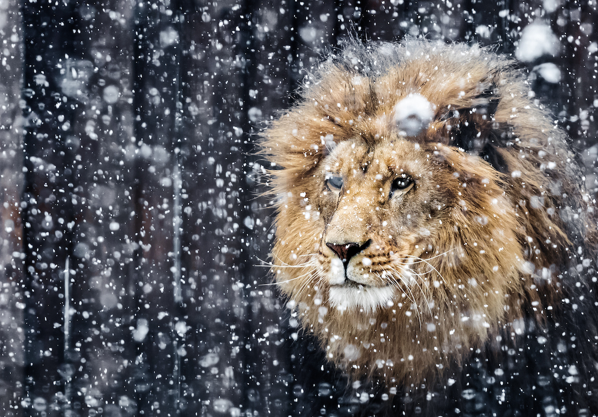 Cae nieve en África: 5 datos del calentamiento global en el continente ...