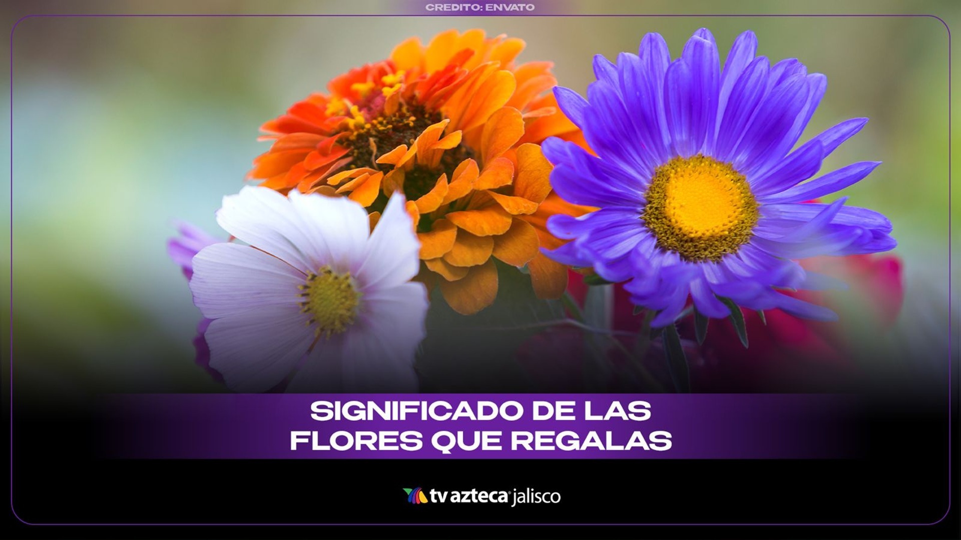 Significado de las flores en San Valentín: cuáles son para amor y ...
