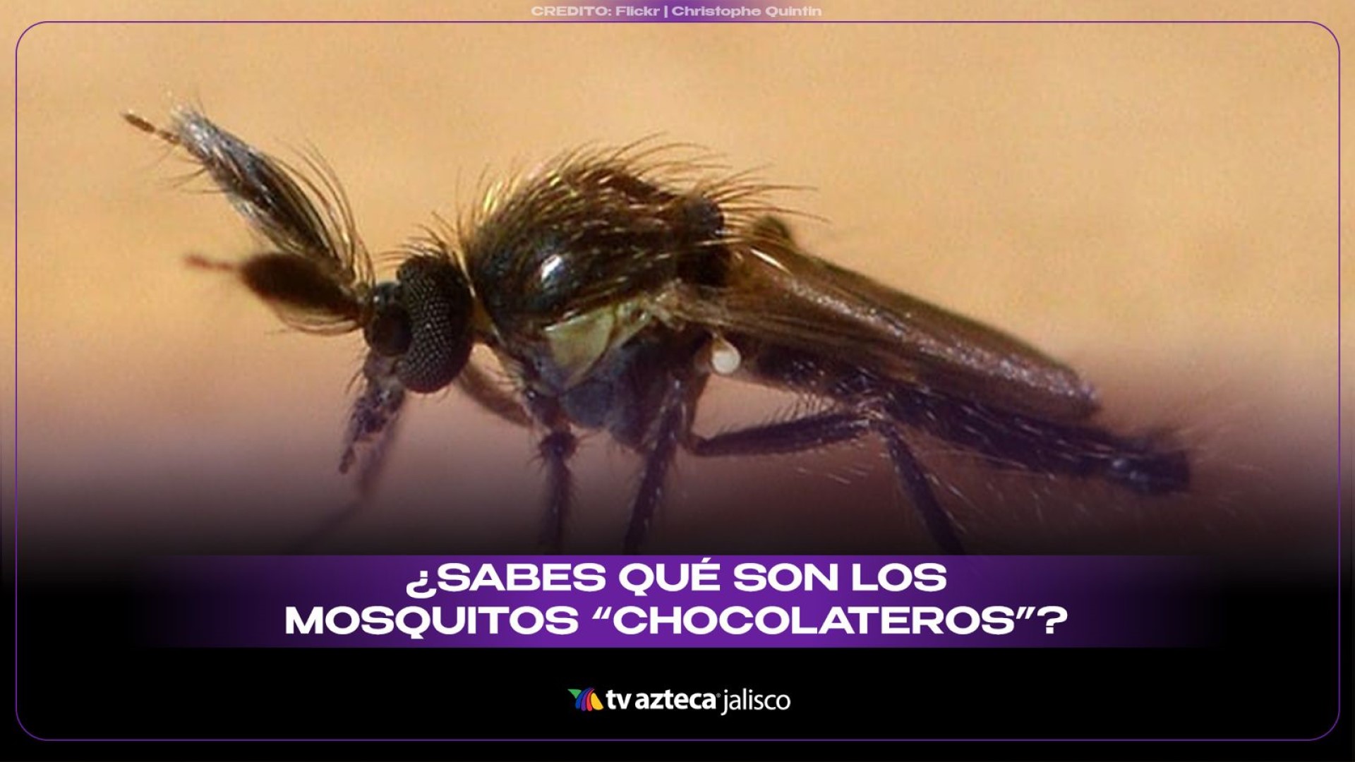 Mosquitos chocolateros: los diminutos héroes detrás de tu barra de ...