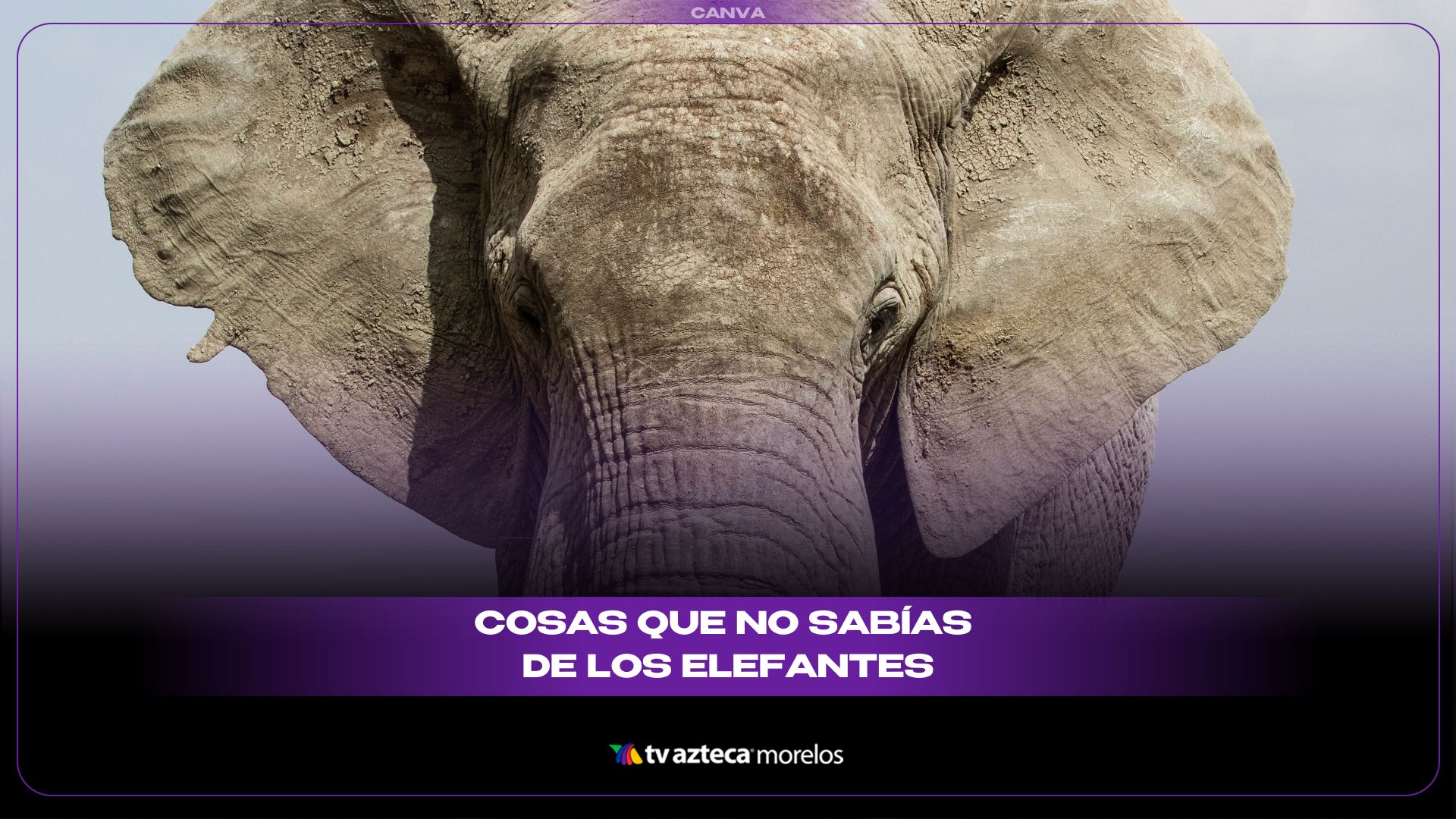 ¿Alguna vez has visto a un elefante frotarse el ojo?