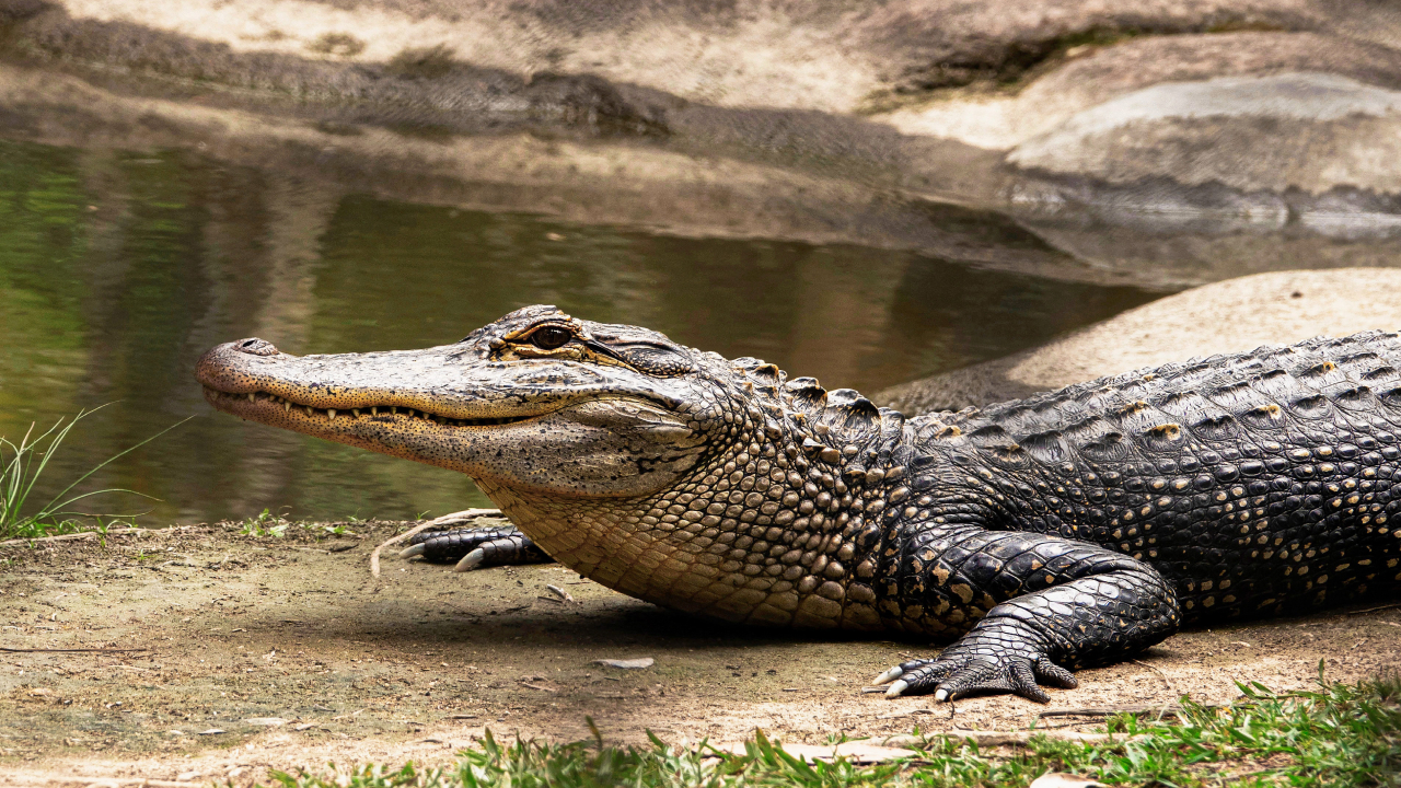 Florida: Hombre es mordido por caimán en su casa