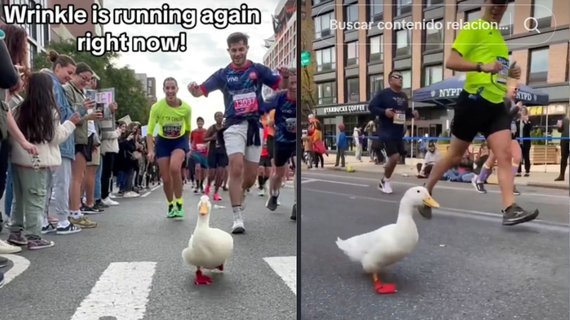 Video de Wrinkle, el pato que corre maratones; su video te sacará una ...