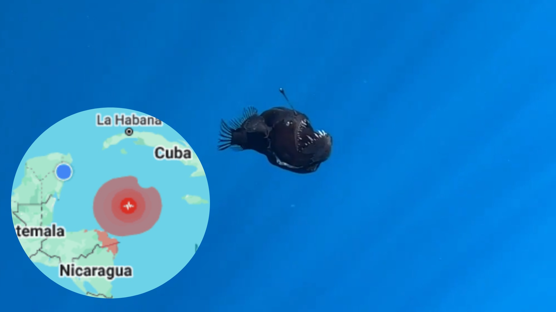 Sorprende pez diablo negro en la superficie y usuarios aseguran que ...