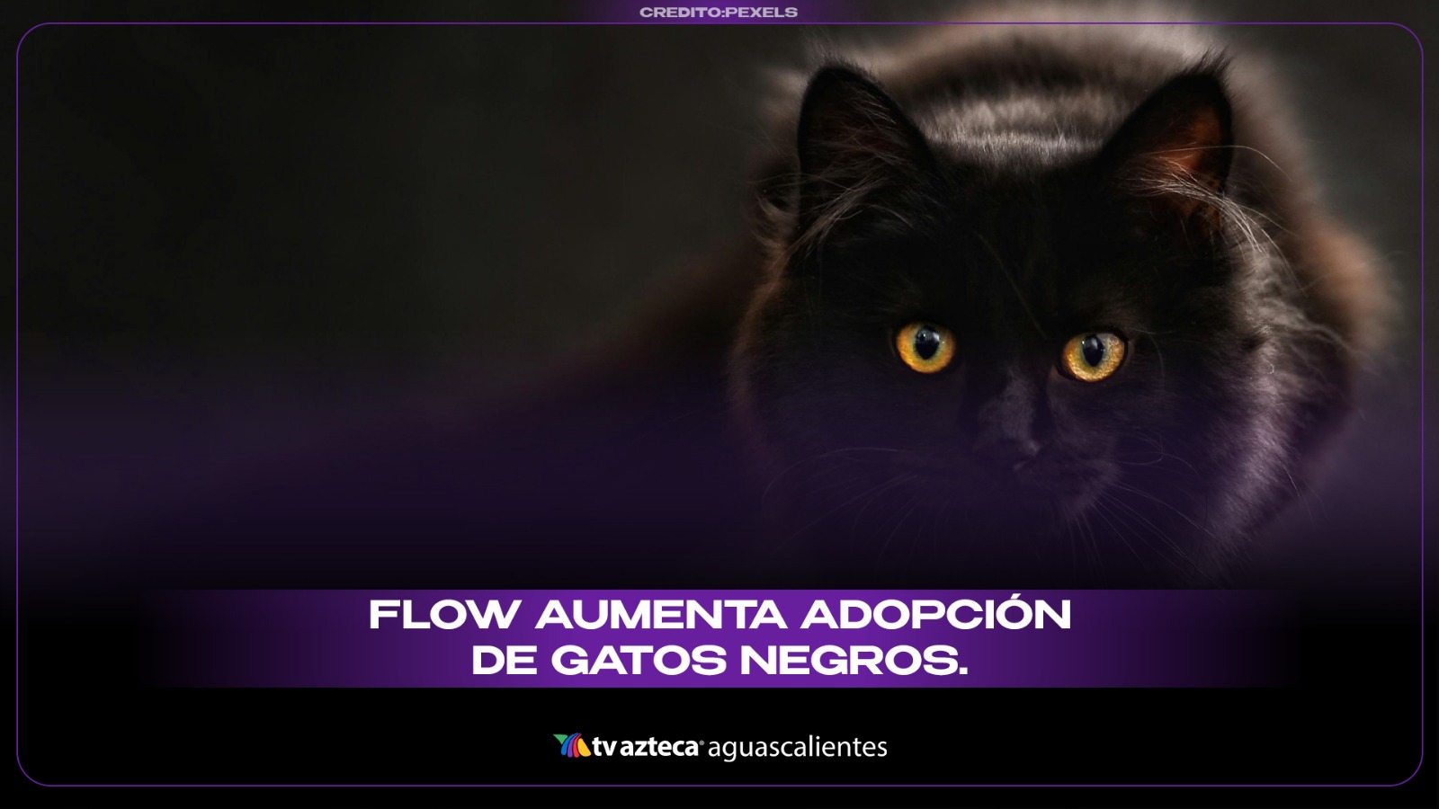 ¿Cómo la película "Flow" impulsó la adopción de gatos negros en el mundo?