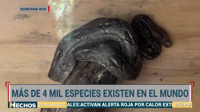VIDEO: Conoce las más de 20 especies de serpientes que habitan en ...
