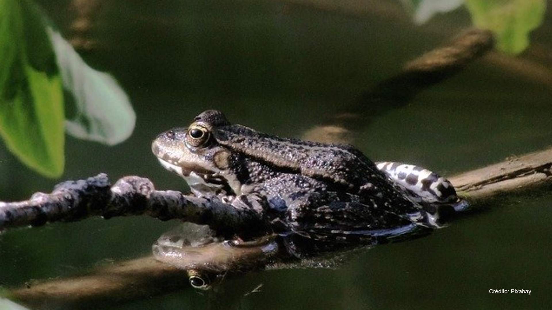 Países se unen para salvar de la extinción a la rana más grande del mundo