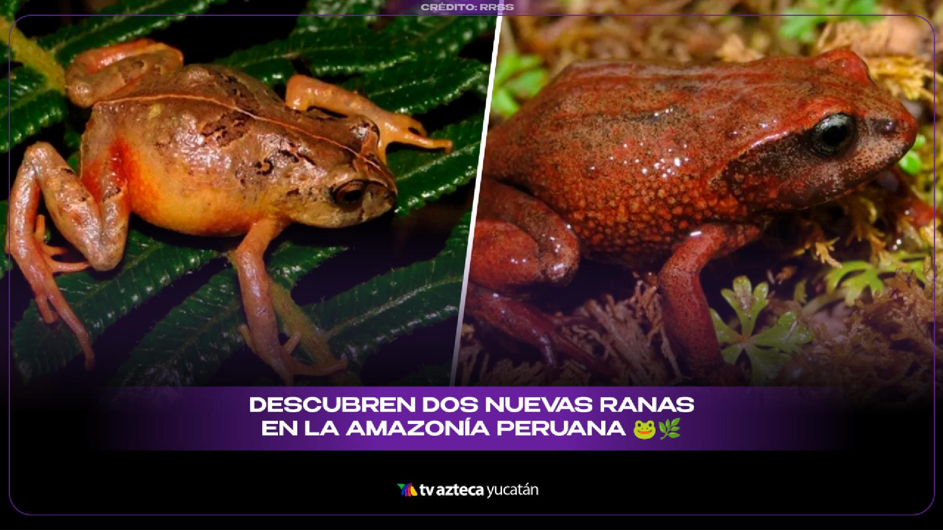 Descubren dos nuevas especies de rana en la Amazonía de Perú: un ...