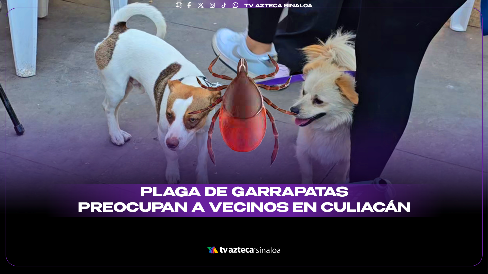 Garrapatas en Culiacán: brote en San Fermín preocupa a vecinos por ...