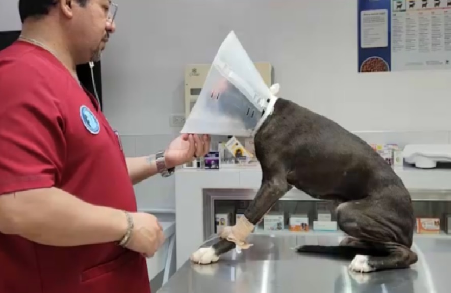 Valentín, el perrito quemado, se recupera en Yucatán