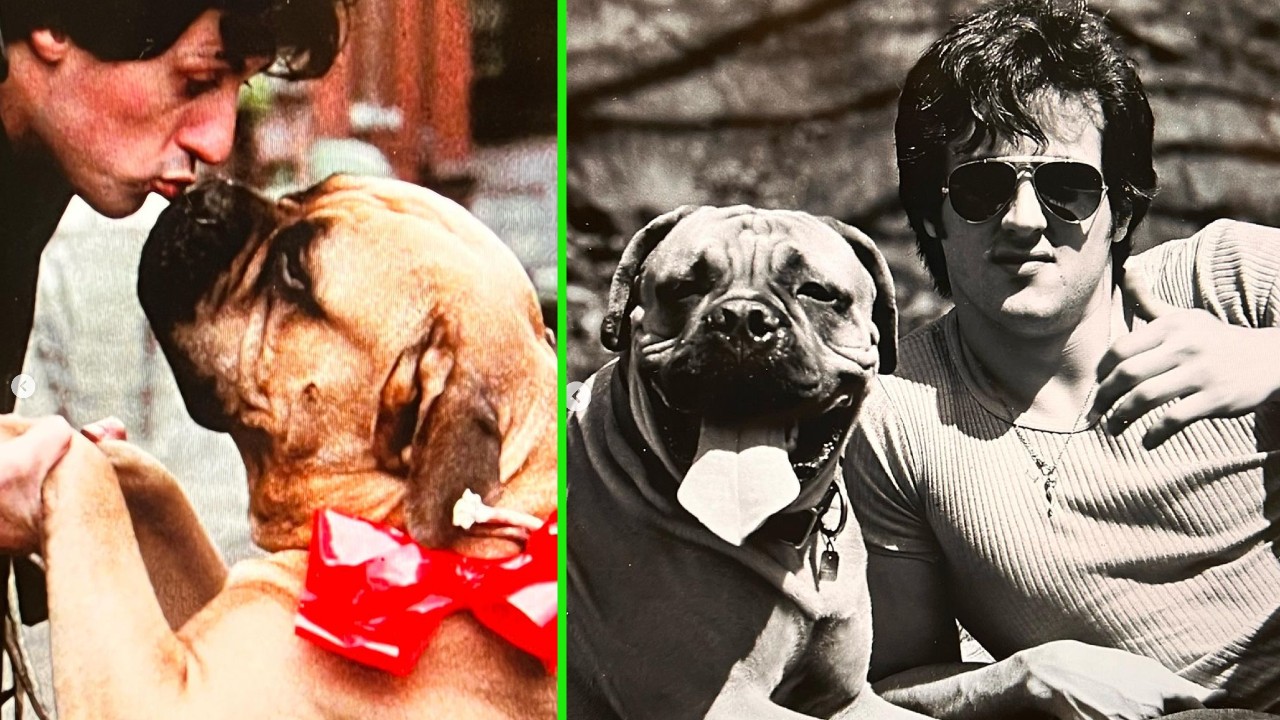 ¿Qué pasó con el antiguo dueño de Butkus perro de Sylvester Stallone?