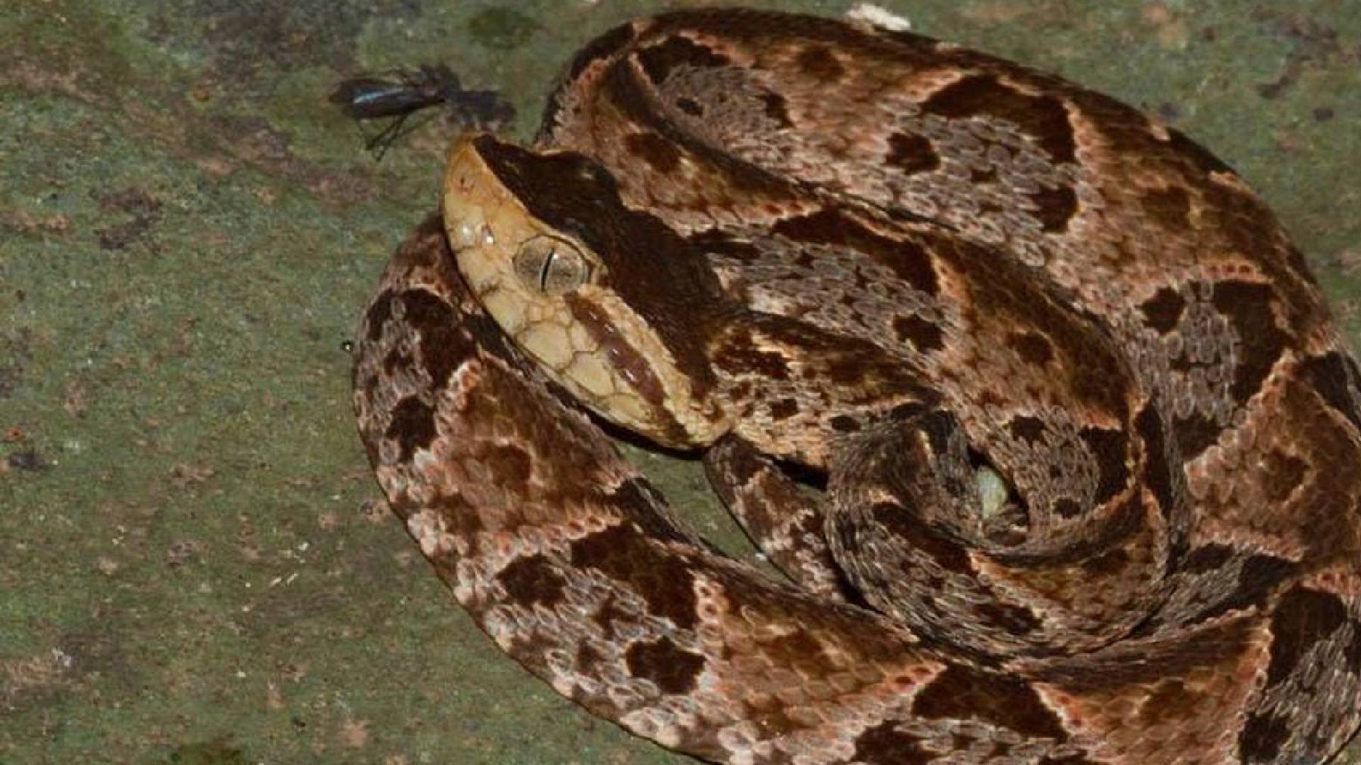 Nauyaca serpiente venenosa de Quintana Roo: Qué hacer si me muerde y ...