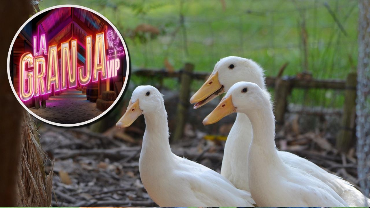 ¿Habrá patos en La Granja VIP? Lo que debes saber de estas aves