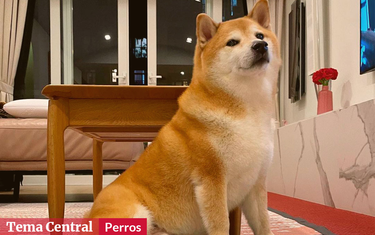 Los perros que se han convertido en memes