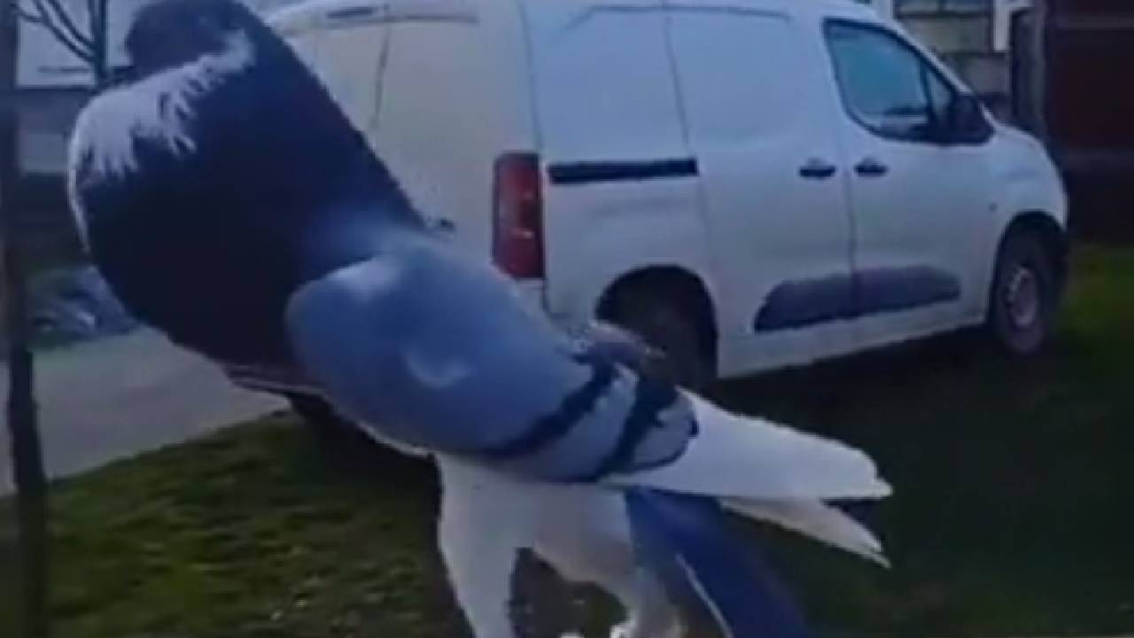 Impacto en internet por presunta paloma mutante (VIDEO)