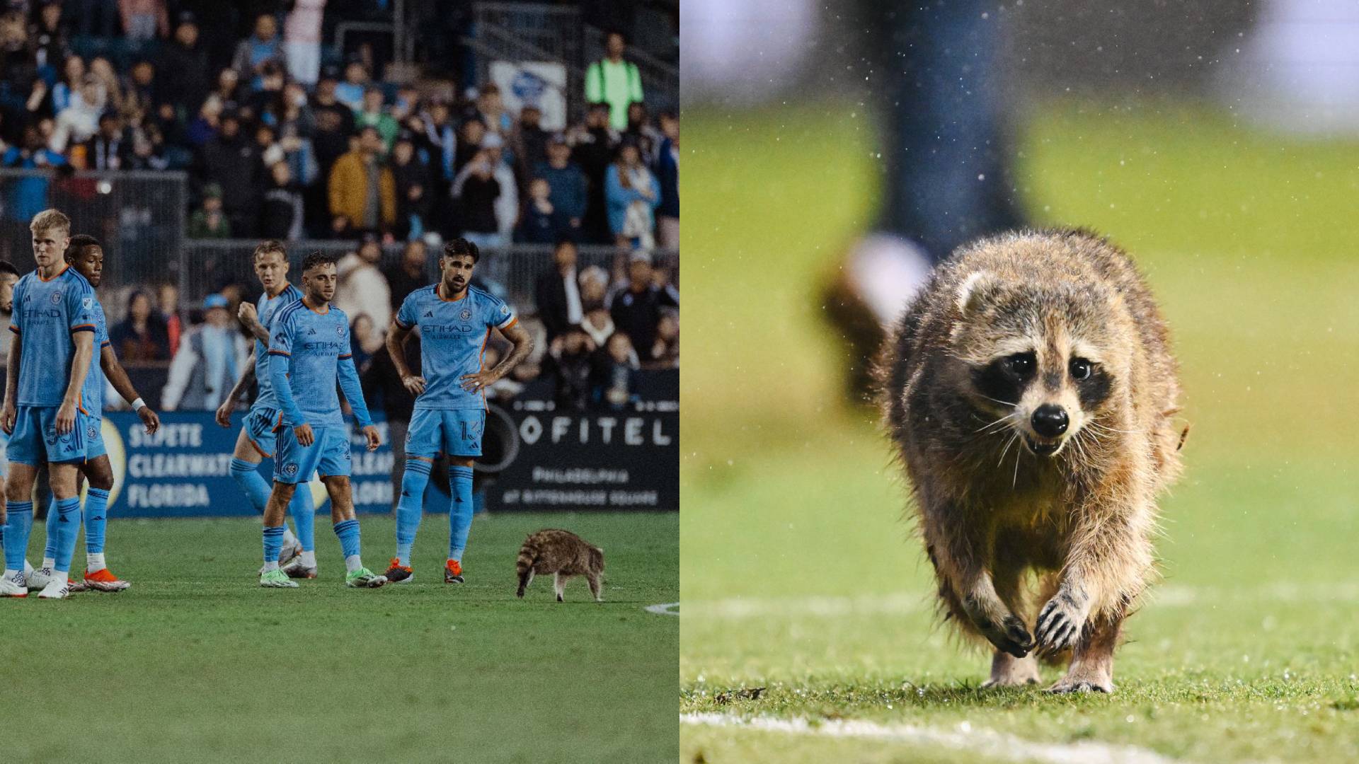 VIDEO: Mapache protagoniza el juego entre Philadelphia Union vs New ...