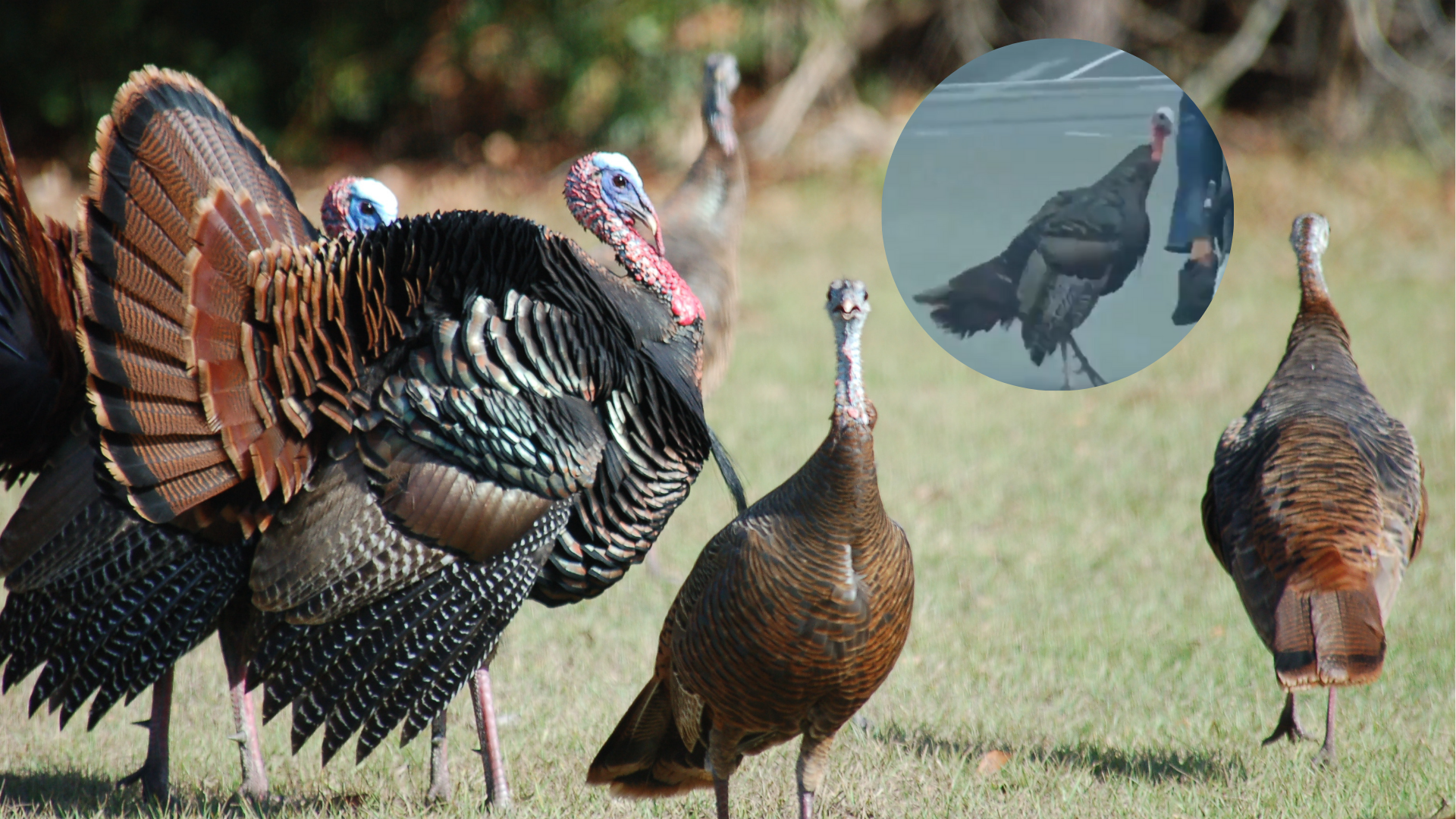 VIDEO | Hombre se vuelve viral tras ser atacado por un pavo mientras ...