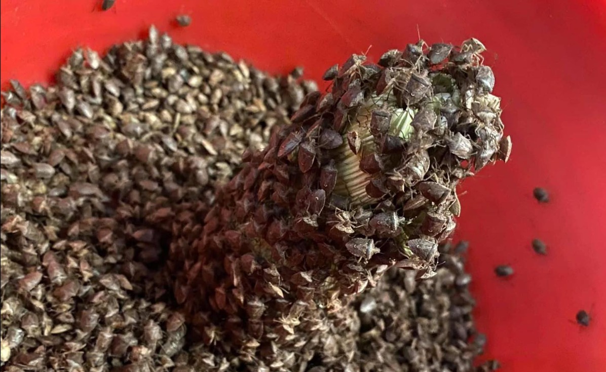 ¿Qué son los jumiles y para qué sirven?