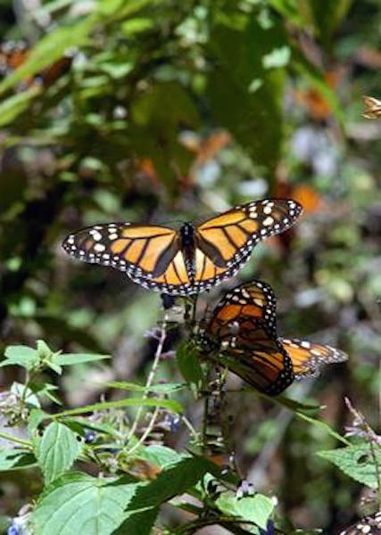 Las Monarca inician su llegada a México