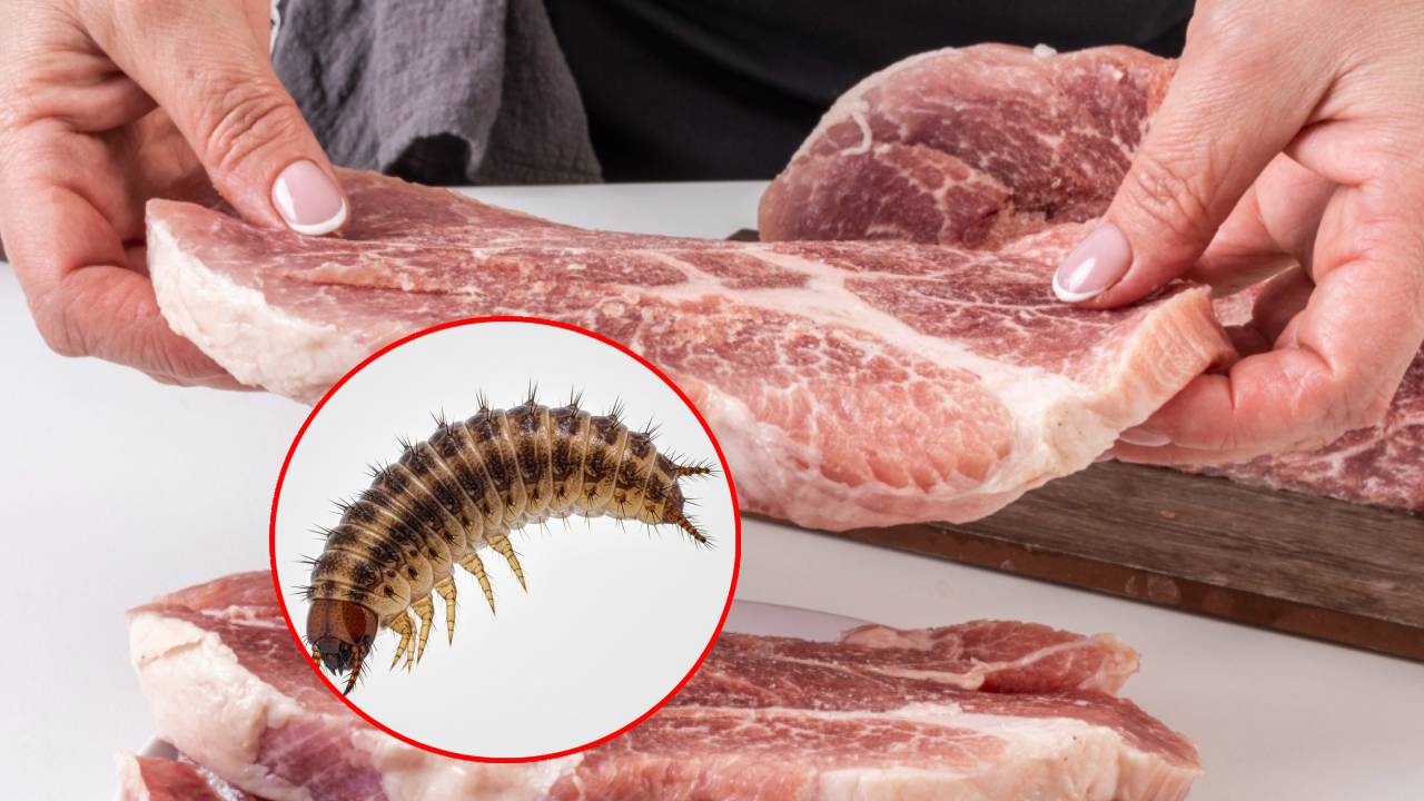 Qué pasa si comes carne de un animal infectado por el gusano barrenador ...