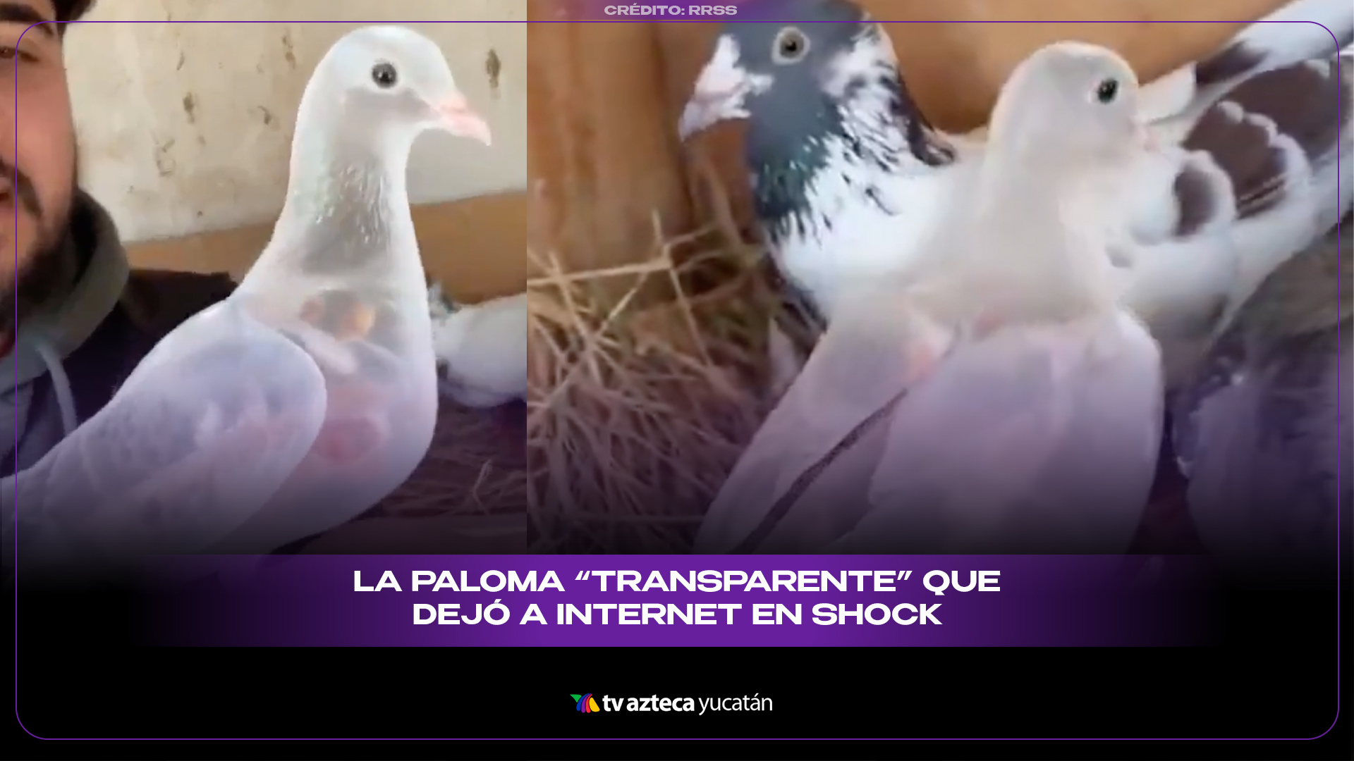 Paloma transparente en Turquía: la mutación genética que la volvió viral