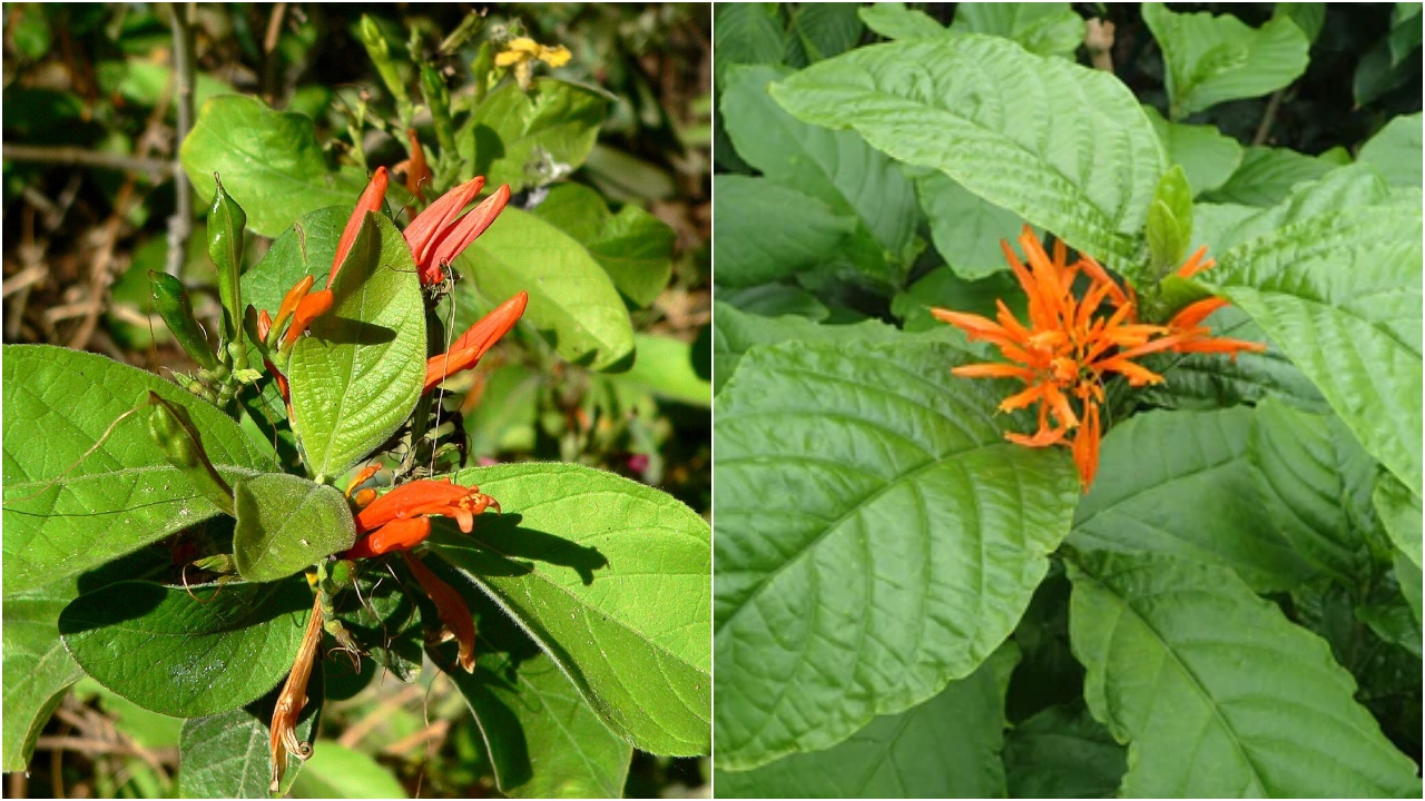 ¿Qué propiedades tiene Muicle, la planta mexicana que ayuda a regenerar ...