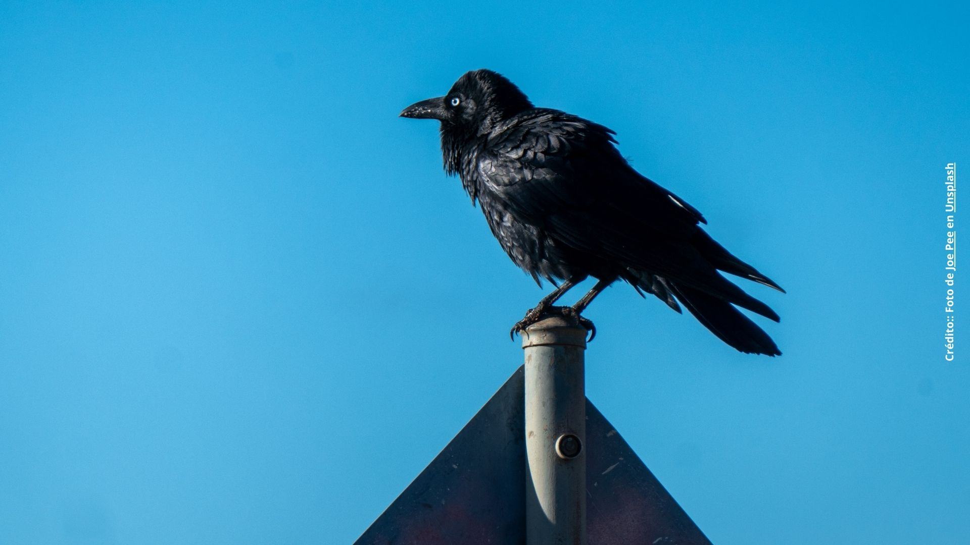 Animales que significan mal presagio o augurio: gusanos, lechuzas, moscas.